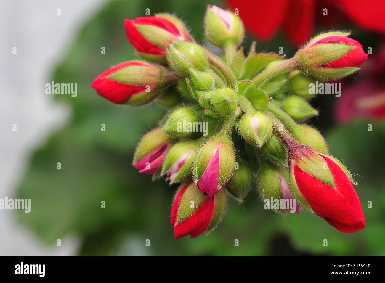 Macro view of geranium buds in a cluster Stock Photo - Alamy