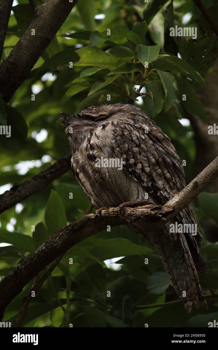 Golden nightjar hi-res stock photography and images - Alamy