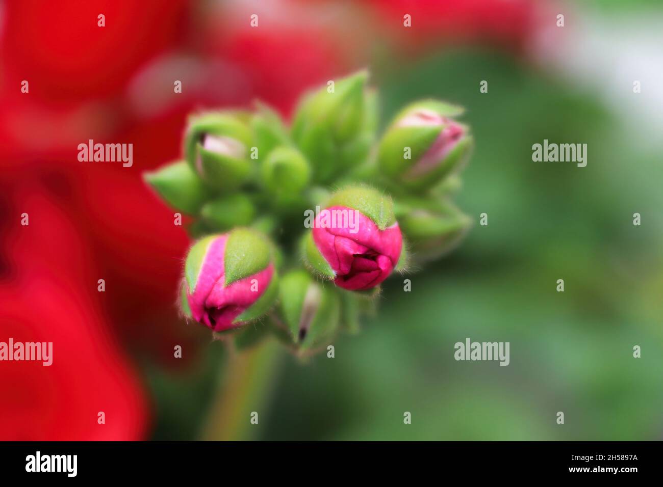 A grouping of pink geranium buds on a stalk Stock Photo - Alamy