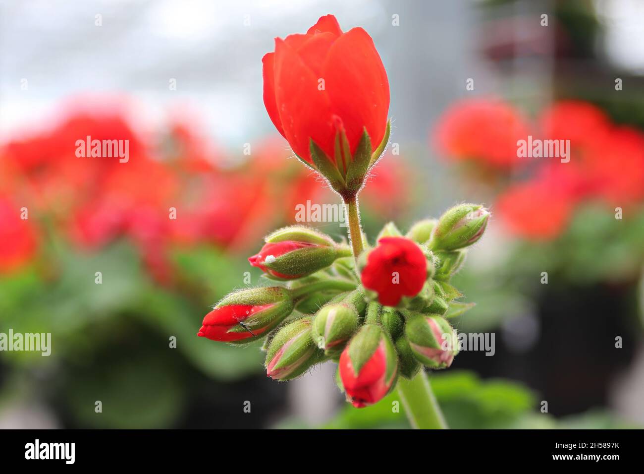 Red geranium flowers on a stalk about to bloom Stock Photo - Alamy