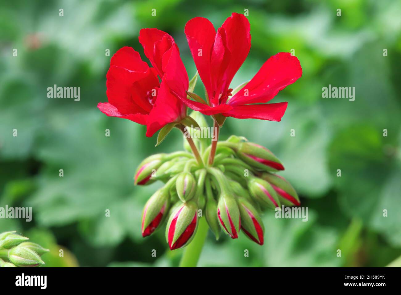 A cluster of geranium flowers blooming on a stem Stock Photo - Alamy