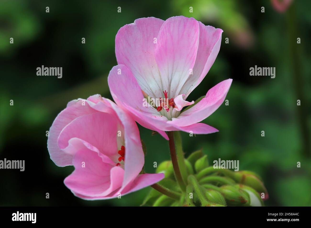 Macro of geranium flowers blooming in spring Stock Photo - Alamy