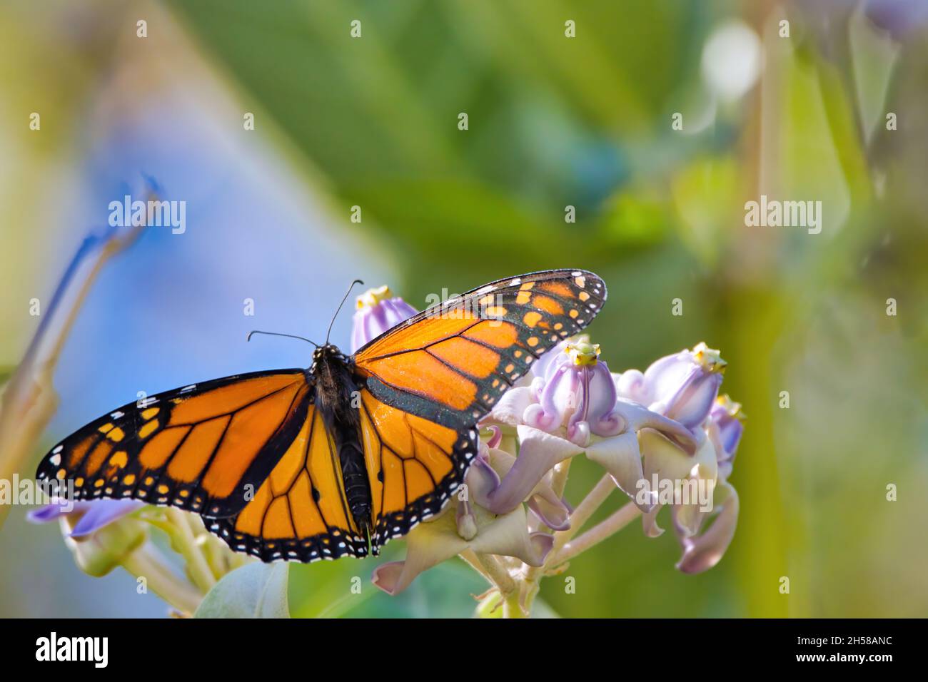 Brightly colored male monarch butterfly with wings extended sitting on ...