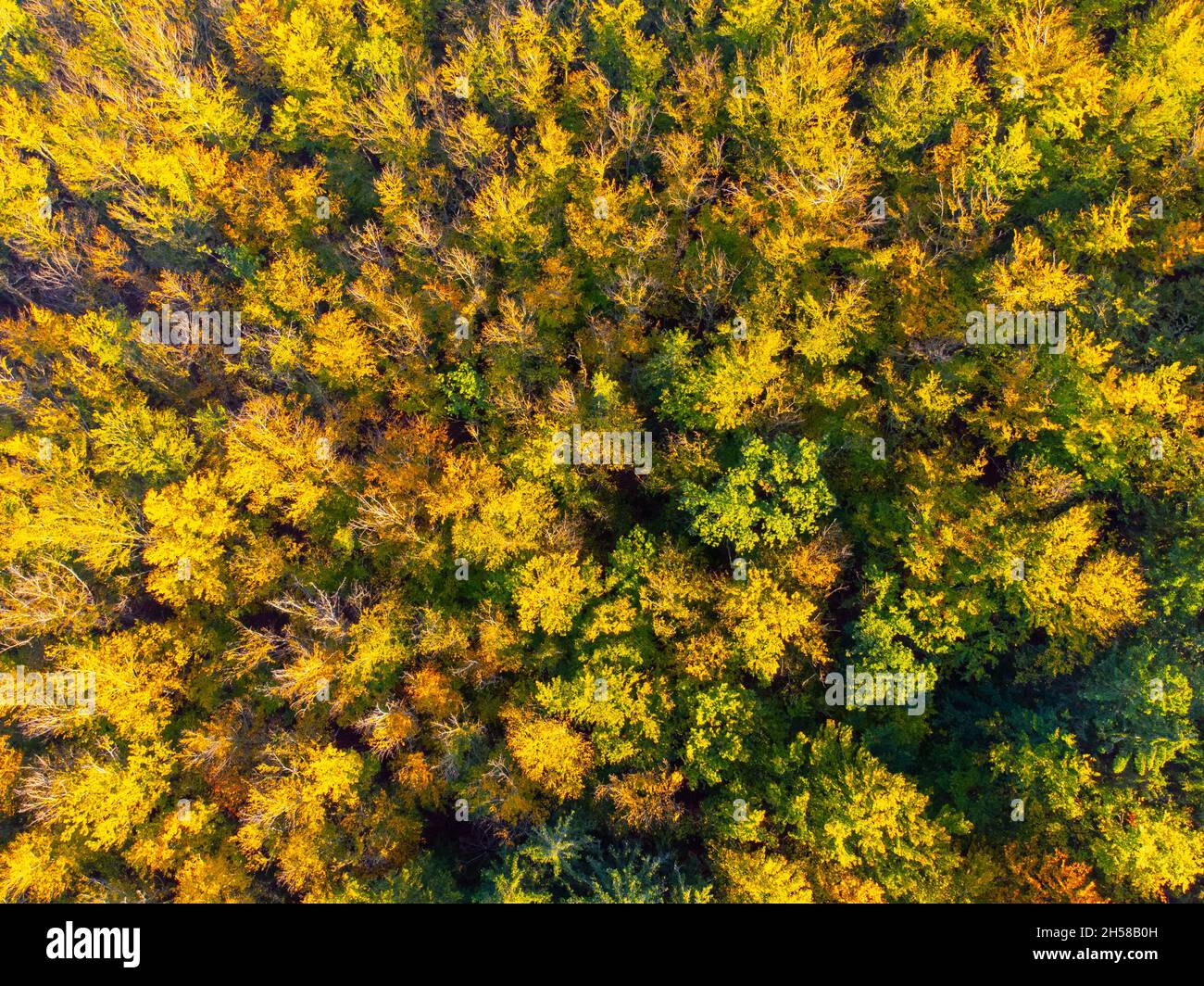 Autumn time colorful forest from above Stock Photo - Alamy