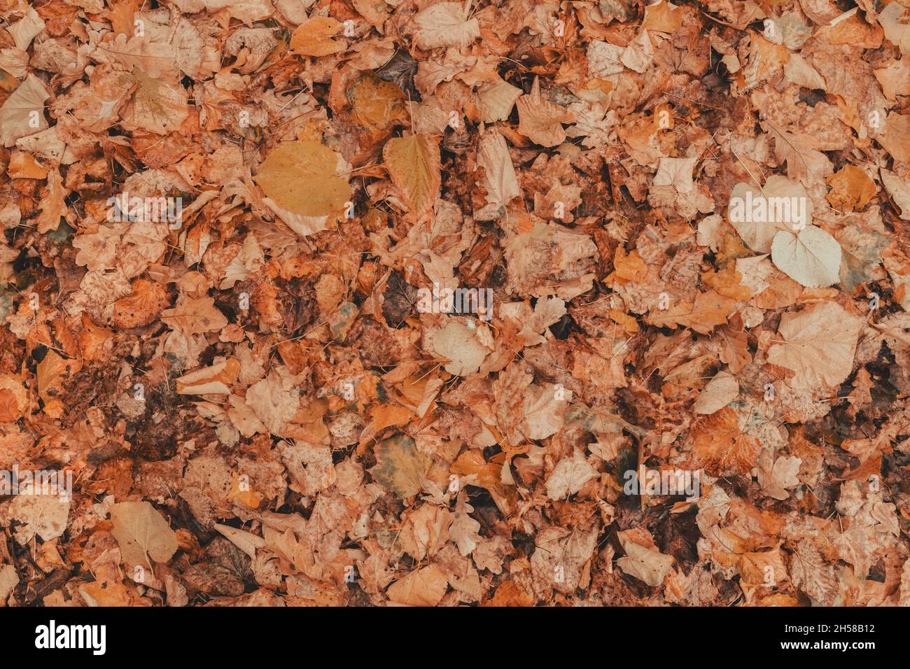 Season texture hi-res stock photography and images - Alamy
