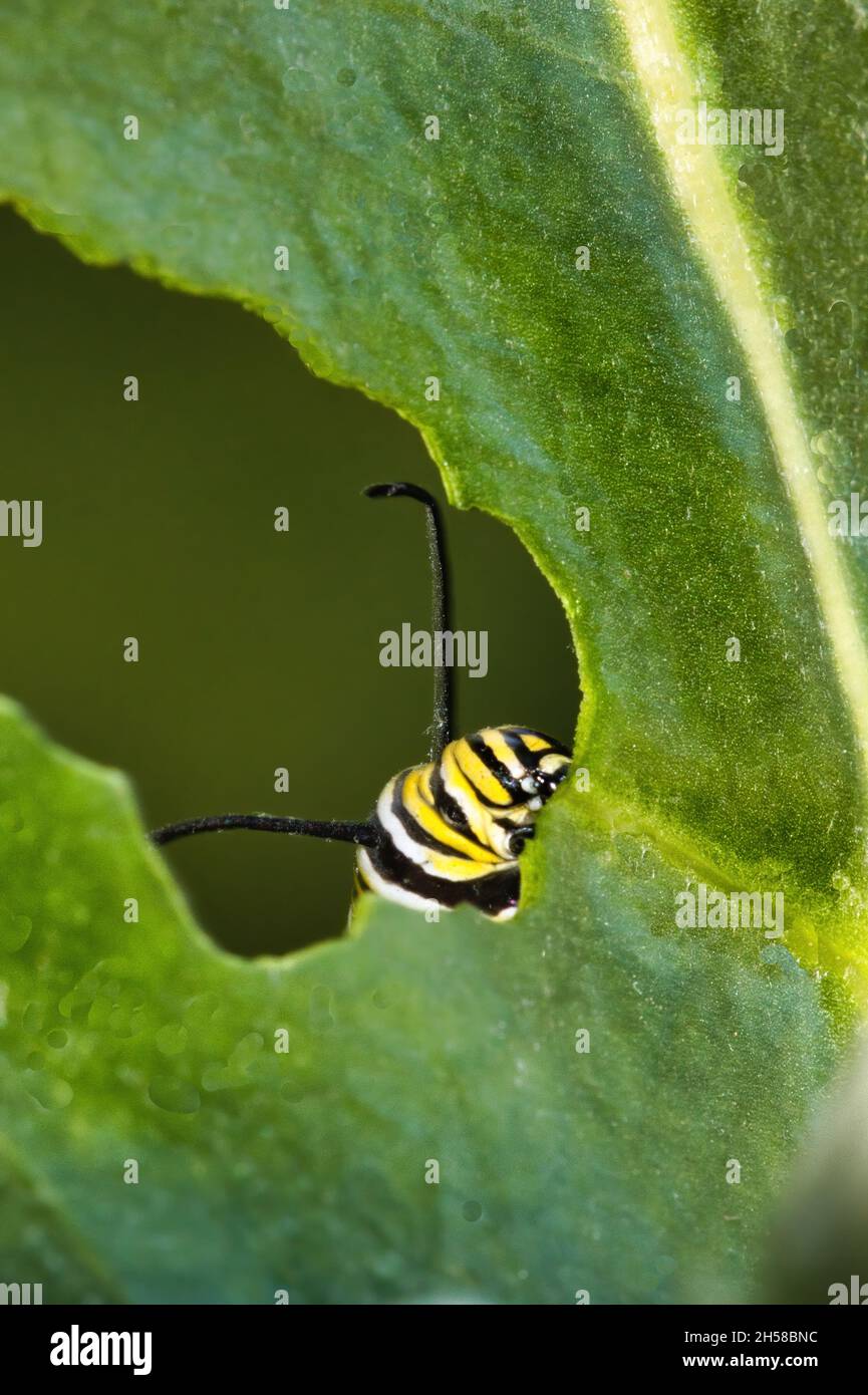 Hungry monarch caterpillar eating its way through a milkweed leaf Stock ...