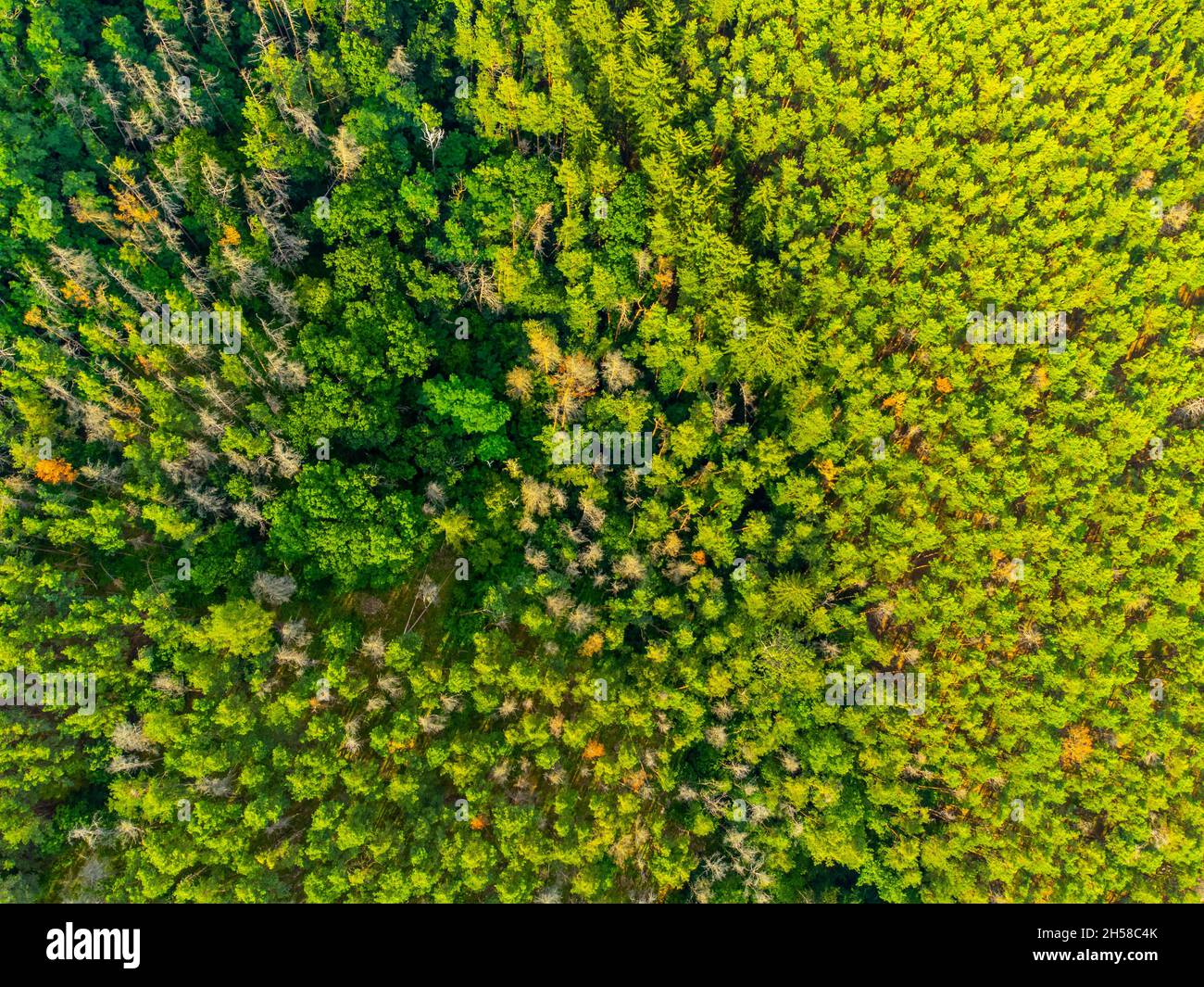 Forest of coniferous trees from above Stock Photo - Alamy