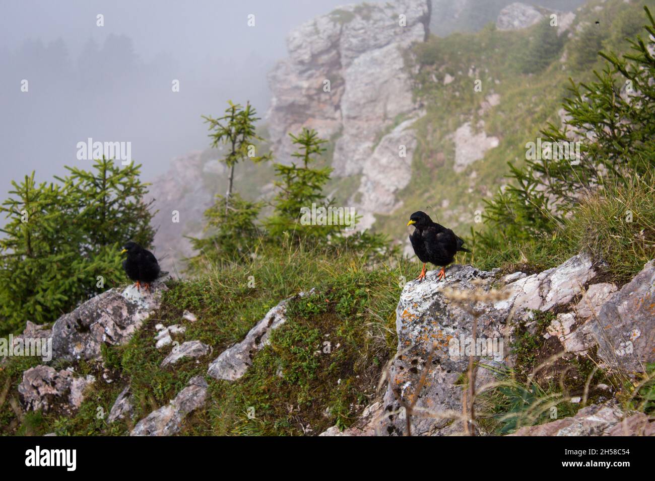 Swiss crows hi-res stock photography and images - Alamy