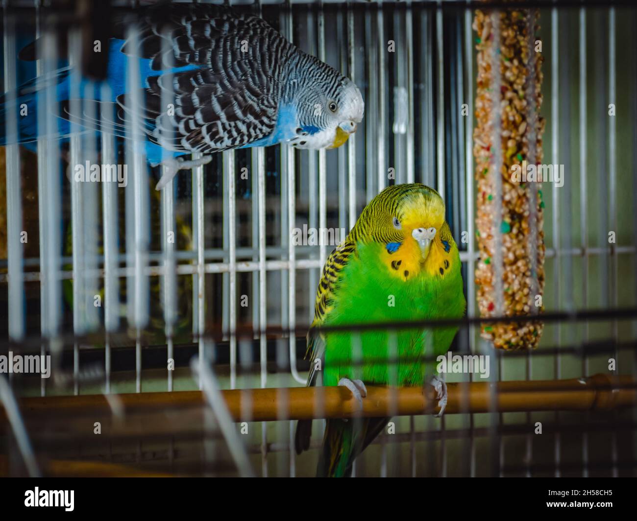 a lovely green and blue parakeets Stock Photo - Alamy