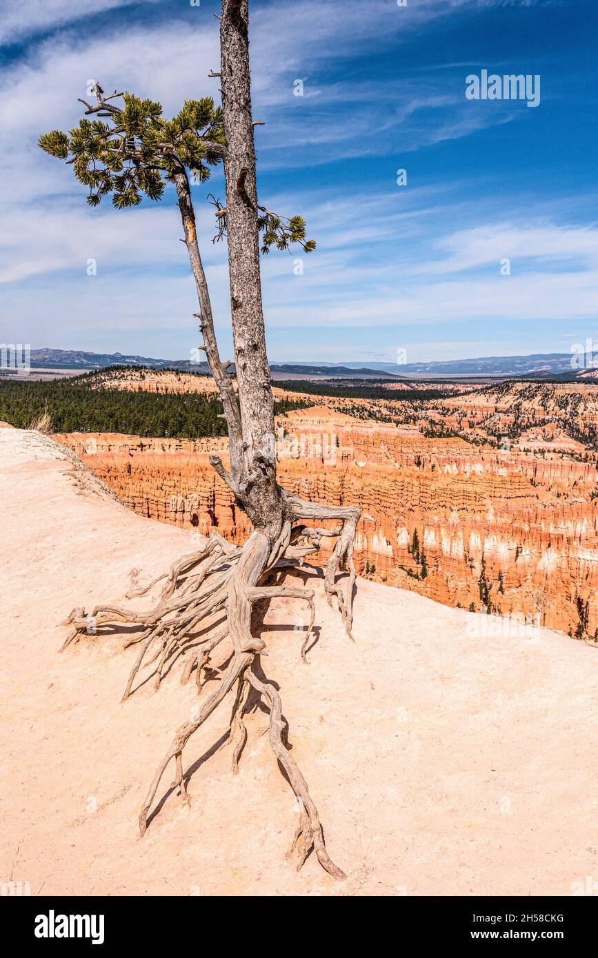 A tree survinvg in the sparse Bryce Canyon landscape, USA Stock Photo ...