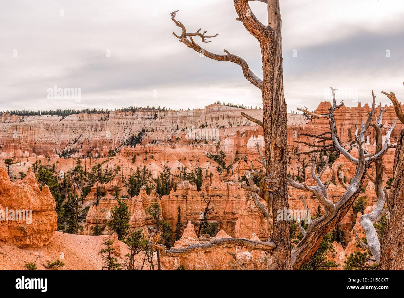 Scenic rocks from the Navajo Loop Trail leading through Bryce Canyon ...