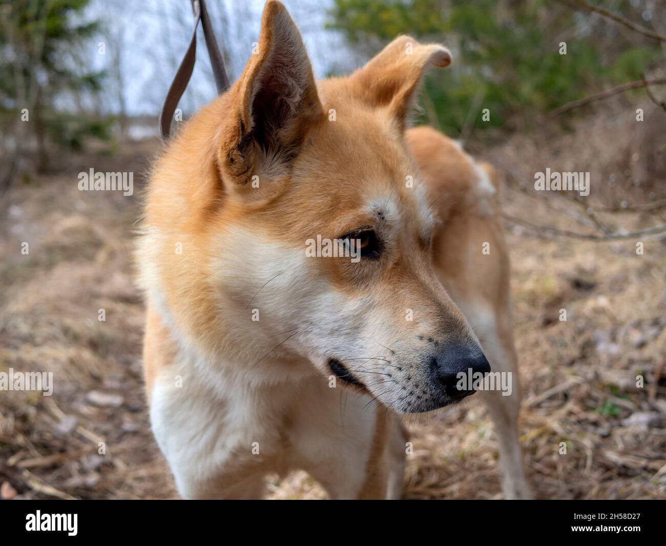 Beautiful ginger dog, close-up portrait of red male walking in a forest ...