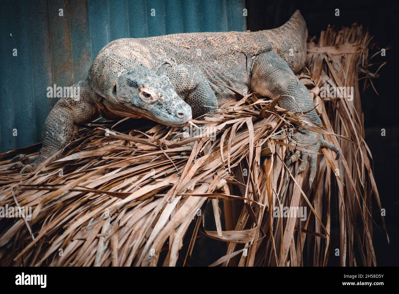 a fantastic portrait of a komodo dragon Stock Photo - Alamy