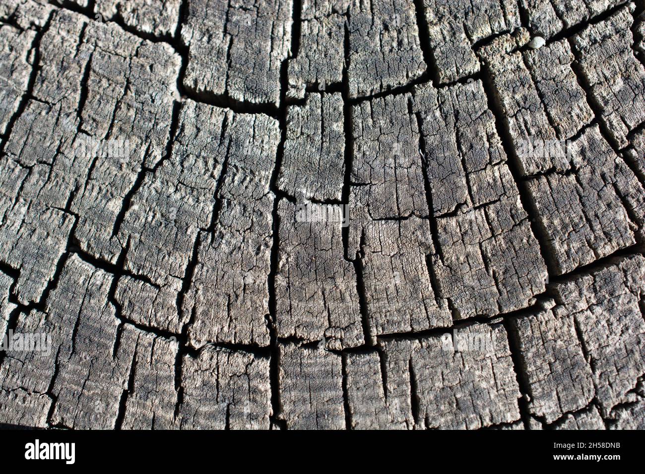 Old Weathered cracked tree stump texture background with the cross section Stock Photo - Alamy