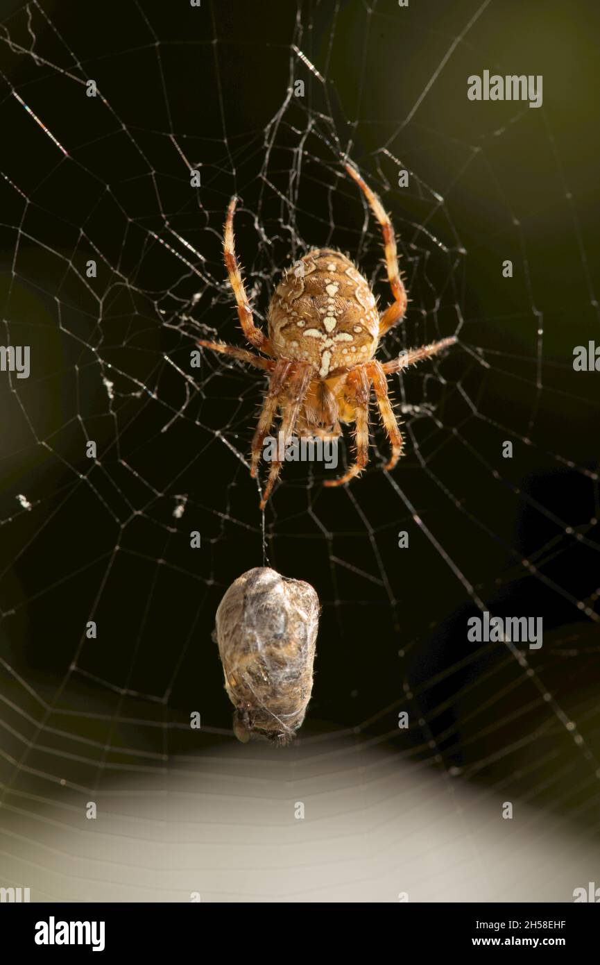 Cross spider (Araneus diadematus) with prey in web Stock Photo - Alamy