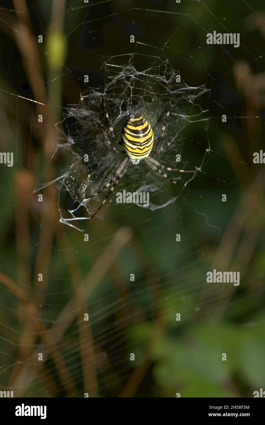 Wasp spider (Argiope bruennechi) in web Stock Photo - Alamy