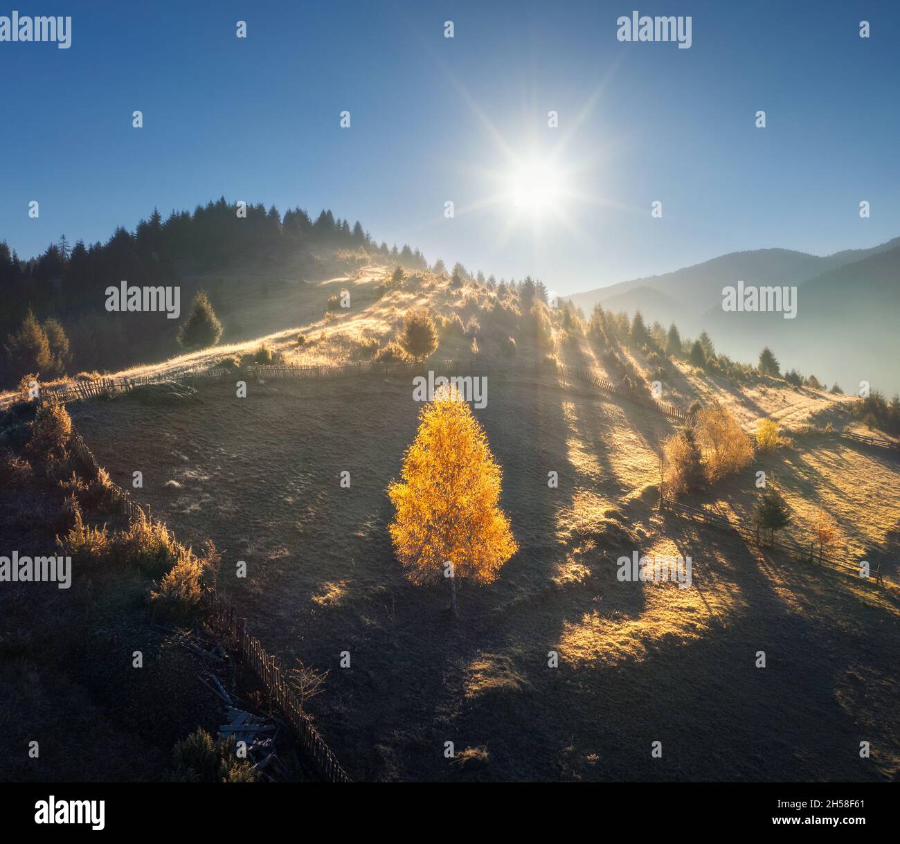 Aerial view of beautiful orange trees on the hill in mountains Stock ...