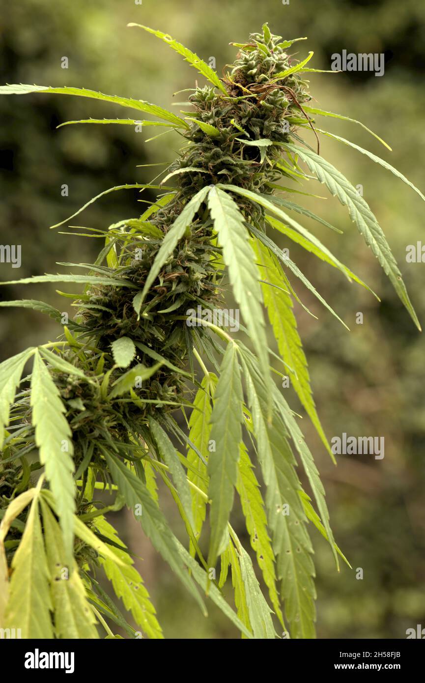 Hemp (Cannabis sativa) flowering in herbaceous border Stock Photo - Alamy