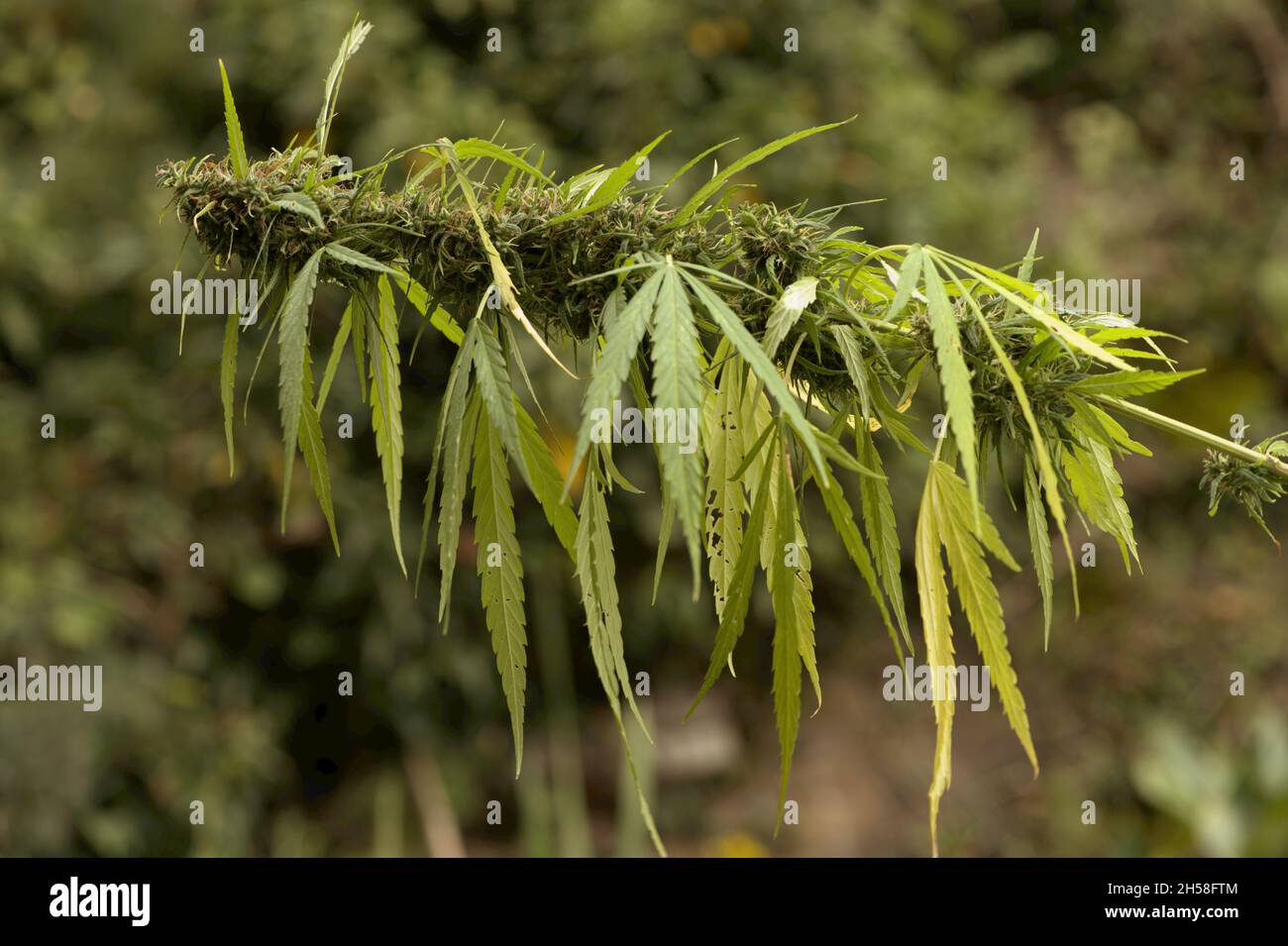 Hemp (Cannabis sativa) flowering in herbaceous border Stock Photo - Alamy