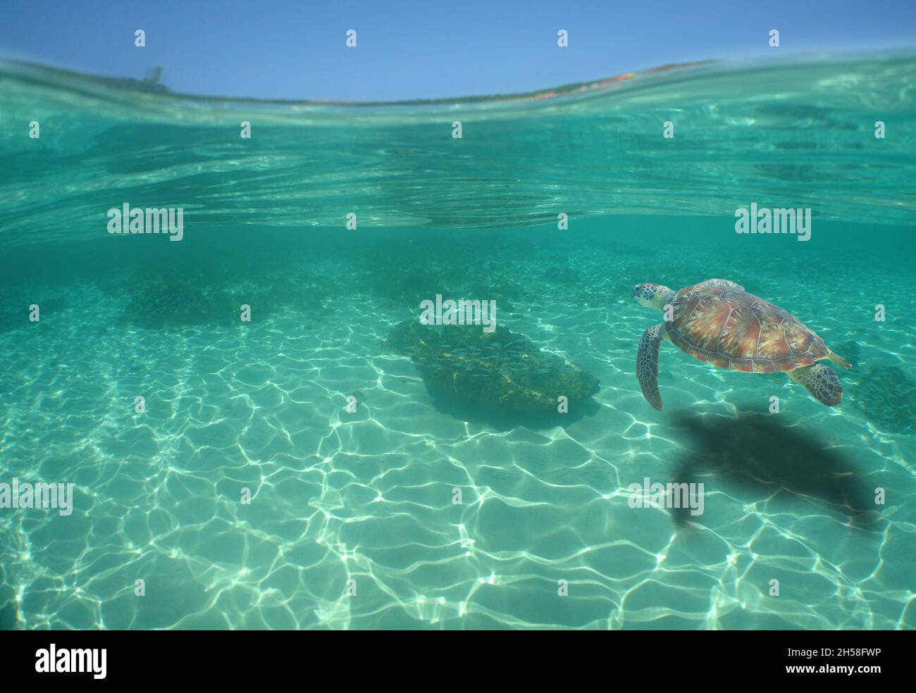 A beautiful image of a modern sea turtle swimming under the sea Stock ...