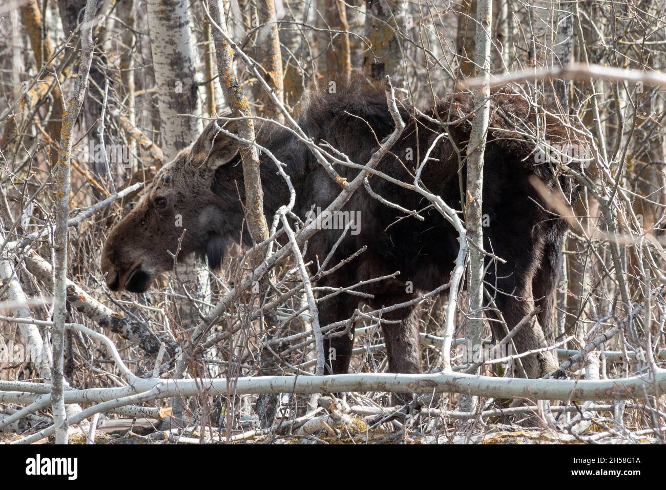 Full body shot of young male moose calf standing amongst trees in dead ...