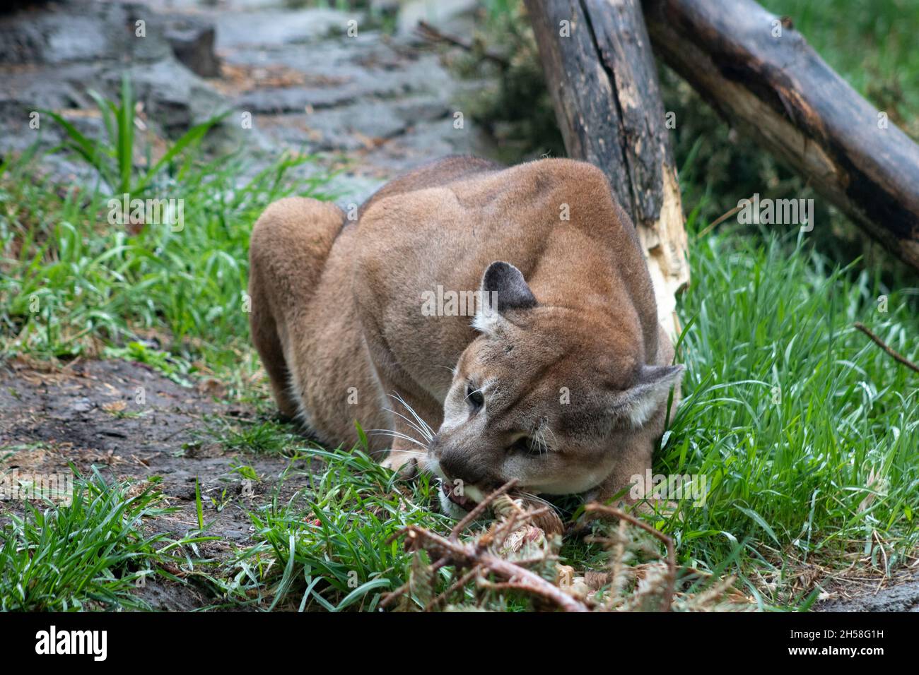 Caged rocks hi-res stock photography and images - Alamy