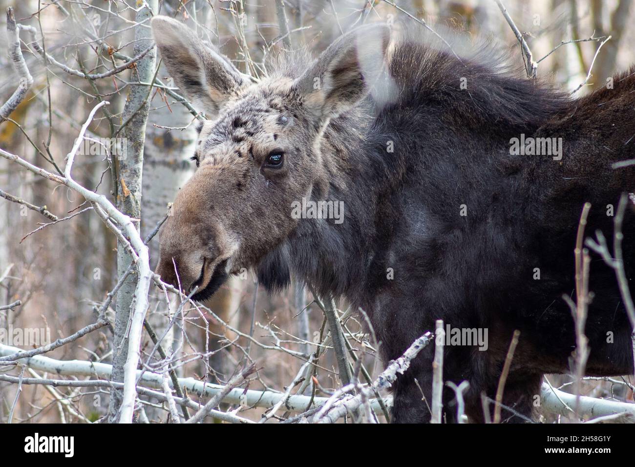partial capture of Young male moose calf looking at camera surrounded ...