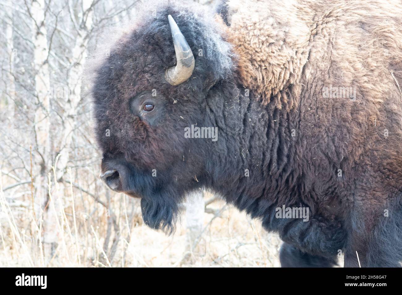 Bison Face