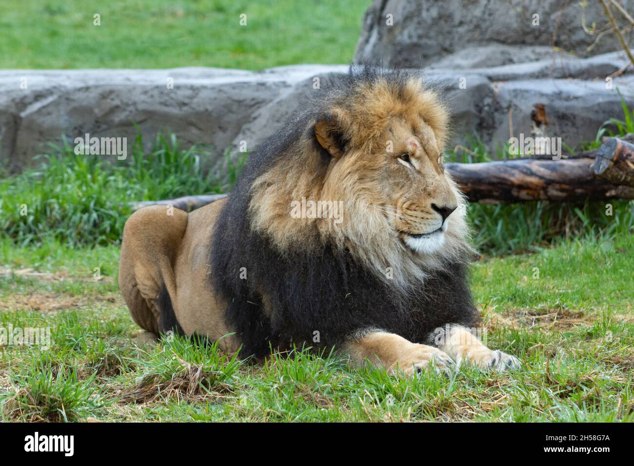 African lion safari canada hi-res stock photography and images - Alamy