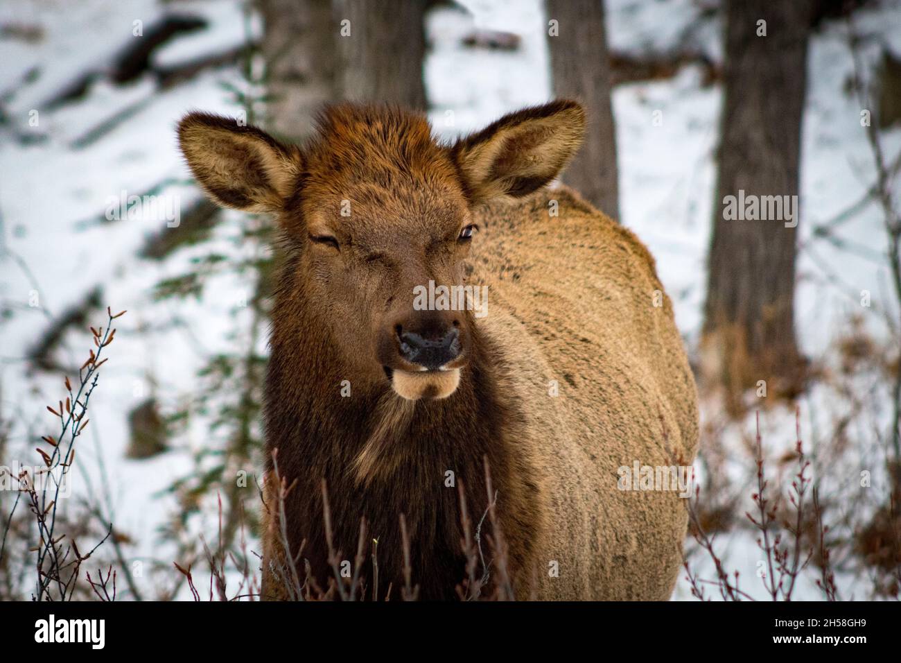Cow winking hi-res stock photography and images - Alamy