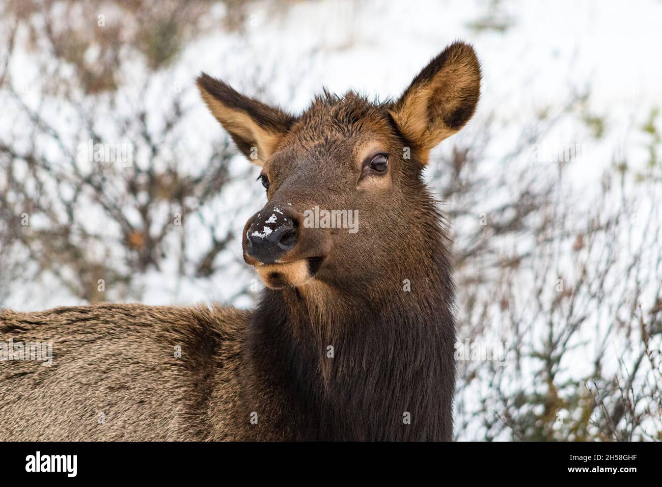 Detailed face of female elk with snow on her nose in winter. snow and ...