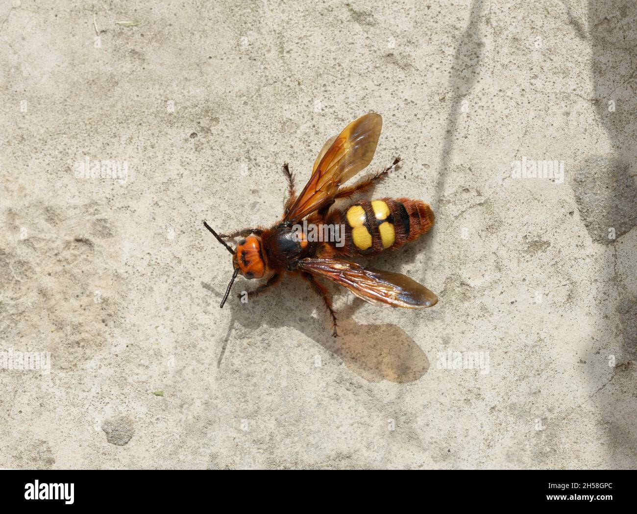 Megascolia maculata mammoth wasp hi-res stock photography and images ...