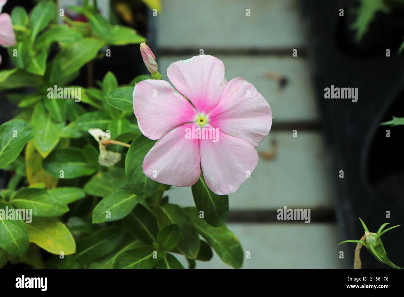 A delicate pink and white periwinkle flower Stock Photo - Alamy