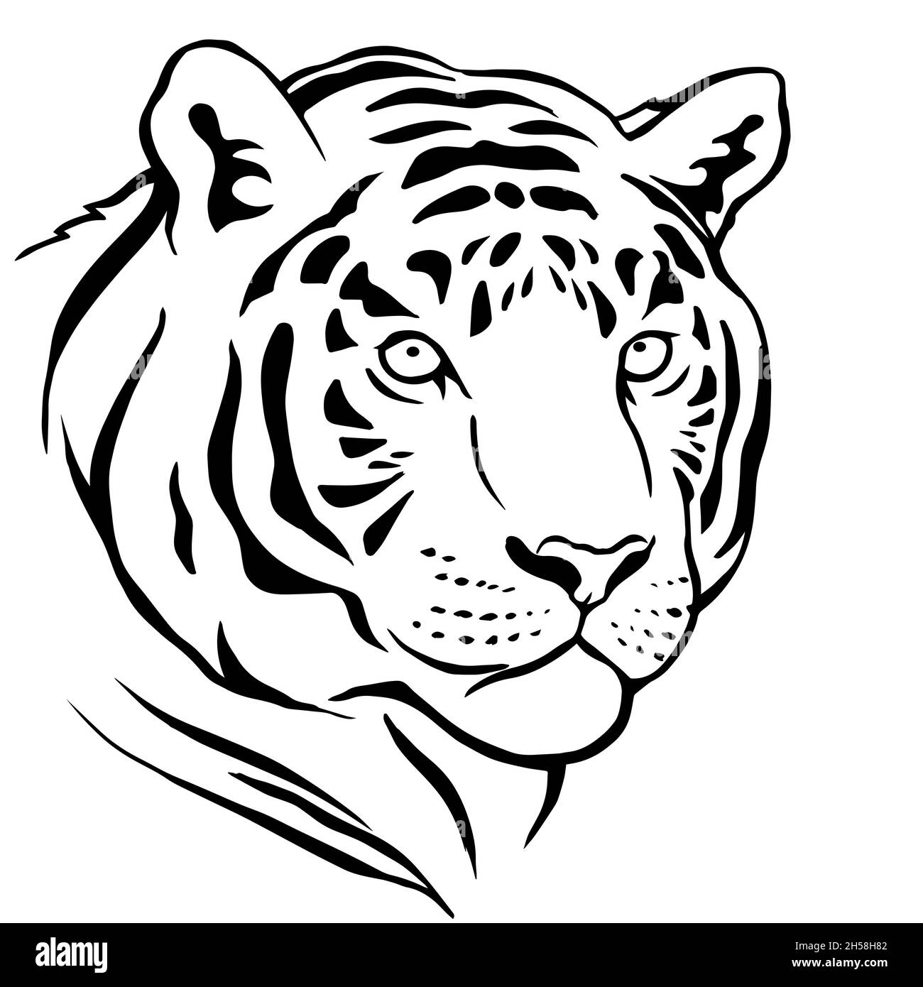 Tiger head on a white background. Predatory striped cat beast. Wildlife ...