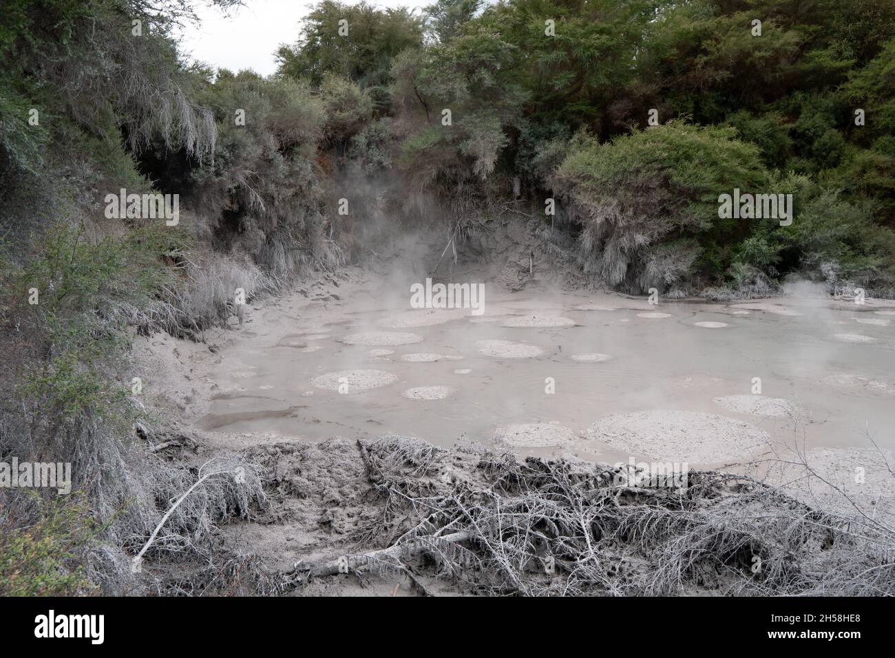 Bubbling hot mud pool in Wai-O-Tapu thermal wonderland, Rotorua, North ...