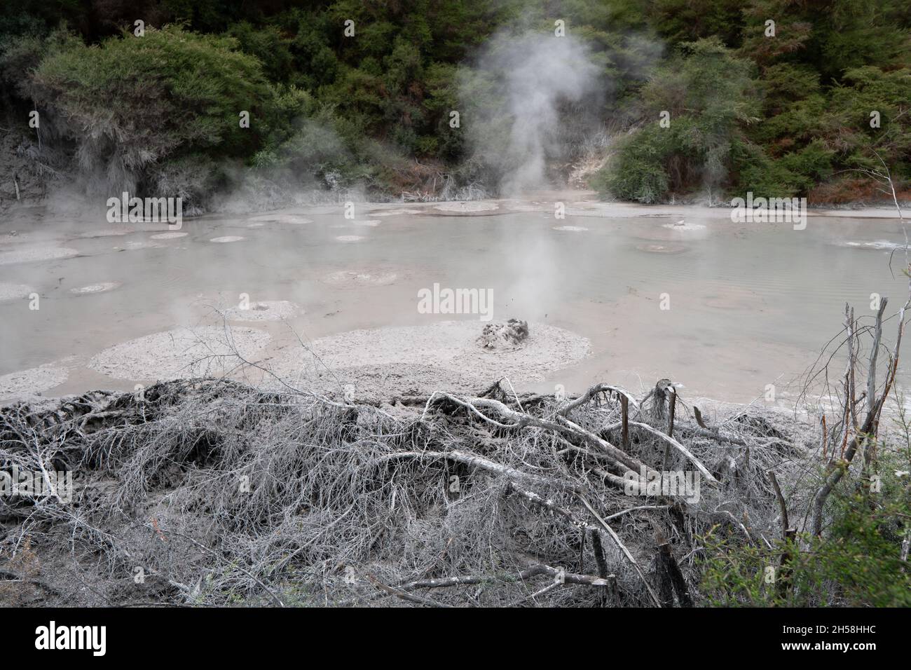 Bubbling hot mud pool in Wai-O-Tapu thermal wonderland, Rotorua, North ...