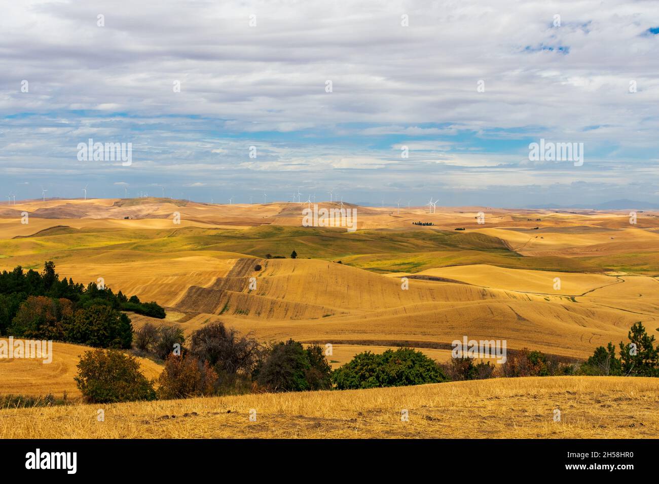 Golden rolling hills of the Palouse during summer in Washington, USA ...