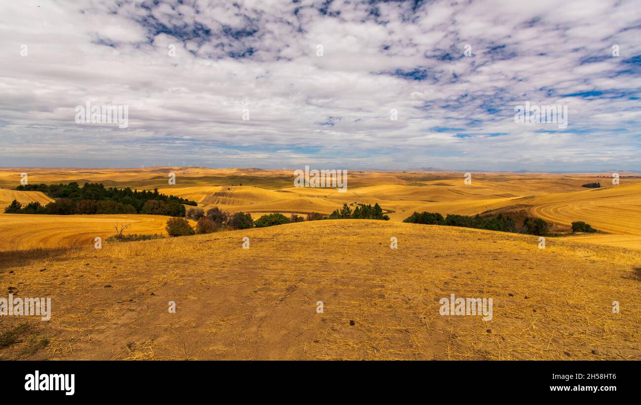 Golden rolling hills of the Palouse during summer in Washington, USA ...