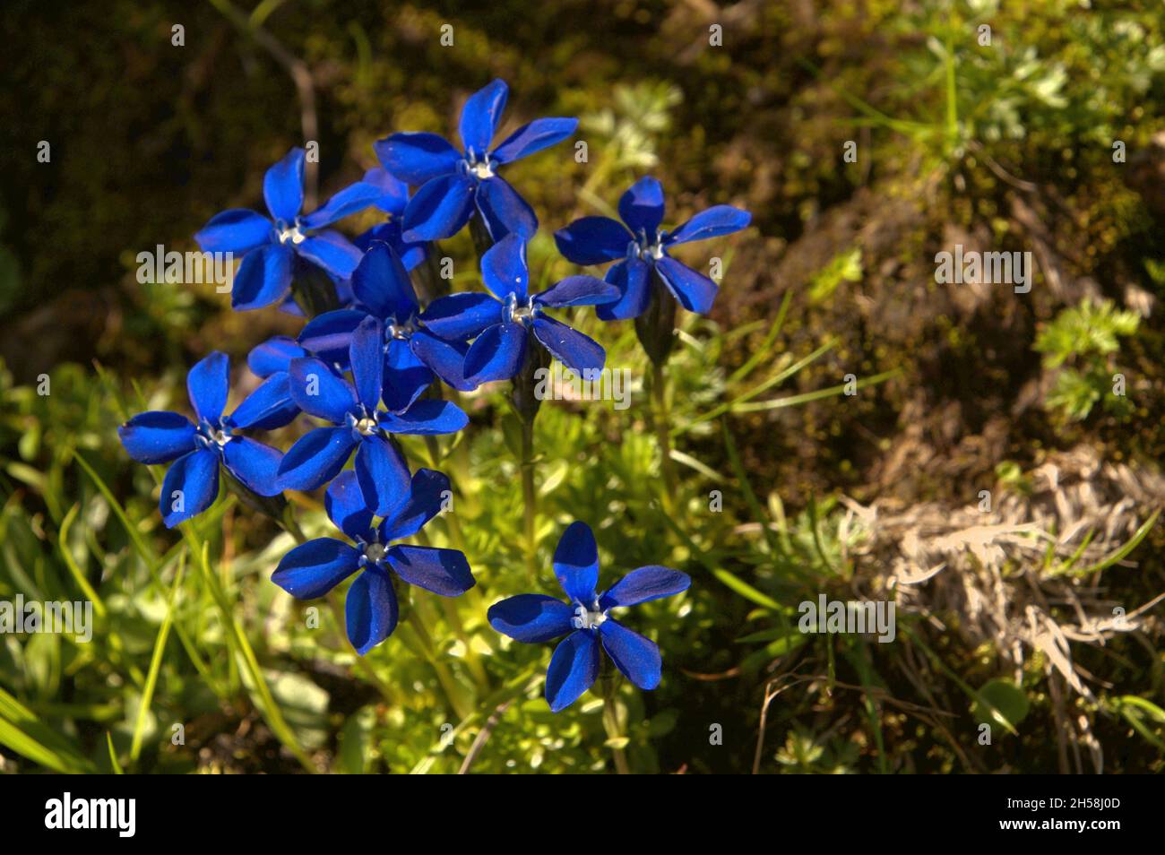 Dazzling blue of spring gentians (Gentiana verna) on Flumserberg, Swiss ...