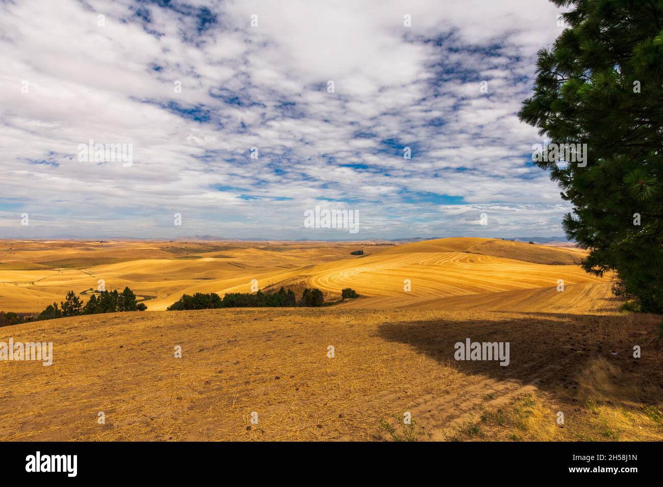 Golden rolling hills of the Palouse during summer in Washington, USA ...