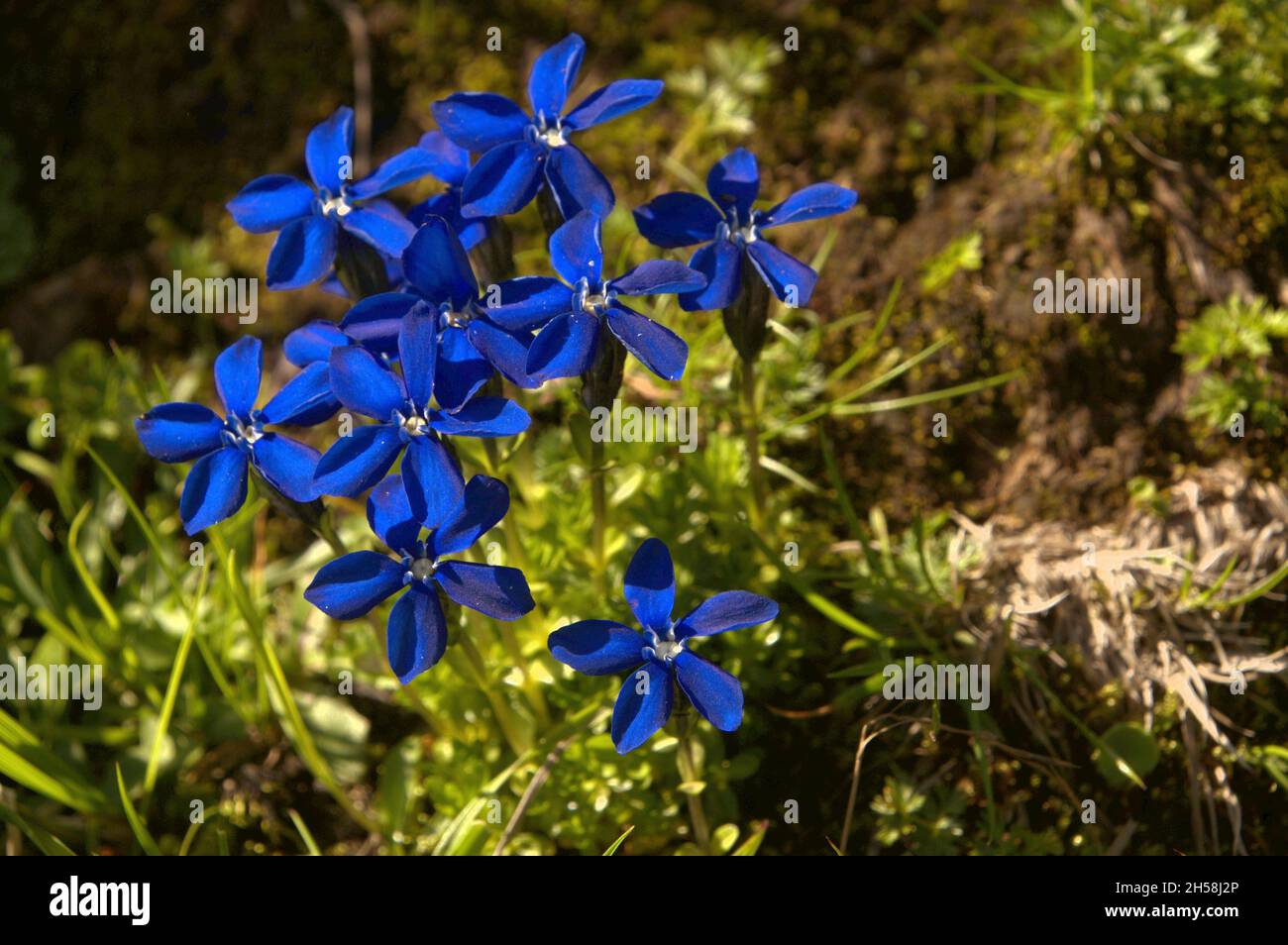 Dazzling blue of spring gentians (Gentiana verna) on Flumserberg, Swiss ...