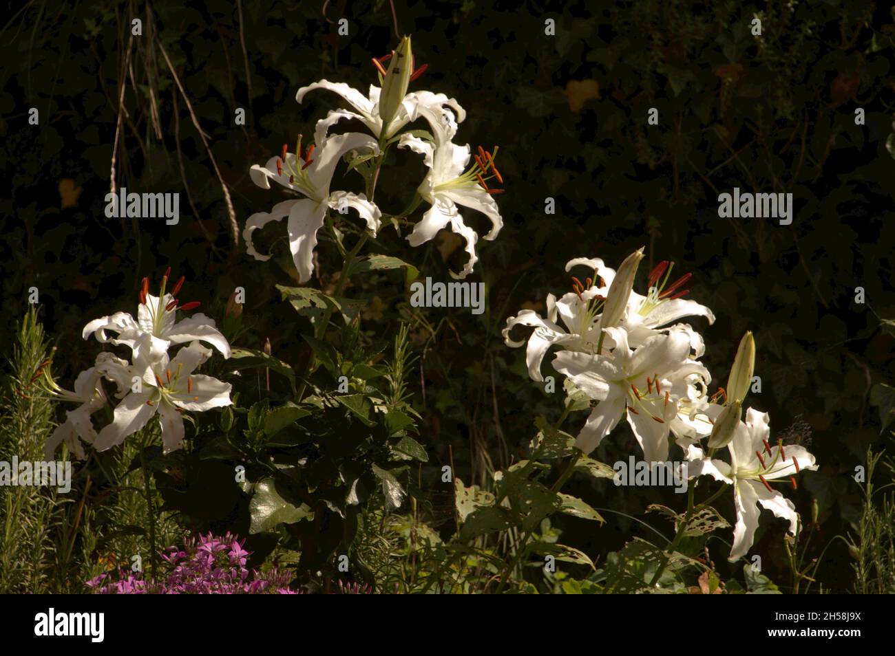 Lilies in the border hi-res stock photography and images - Alamy