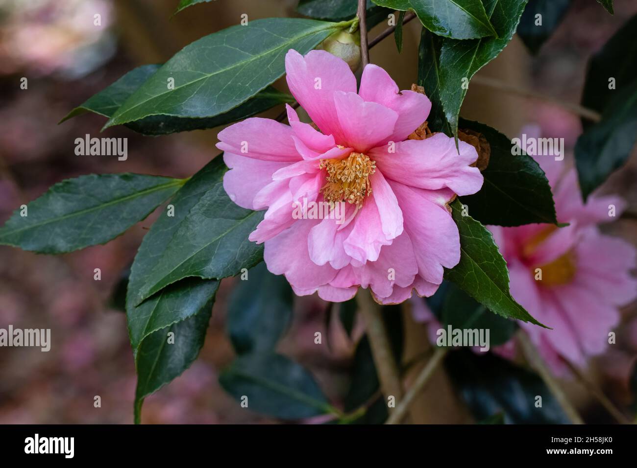 Camellia reticulata hi-res stock photography and images - Alamy