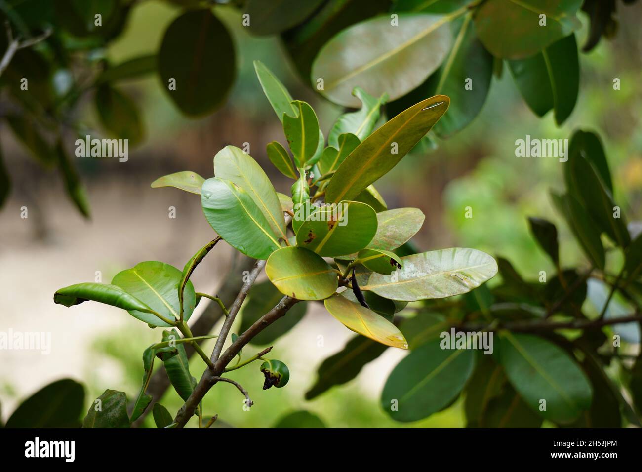 Calophyllum inophyllum (tamanu, mastwood, beach calophyllum, beautyleaf ...