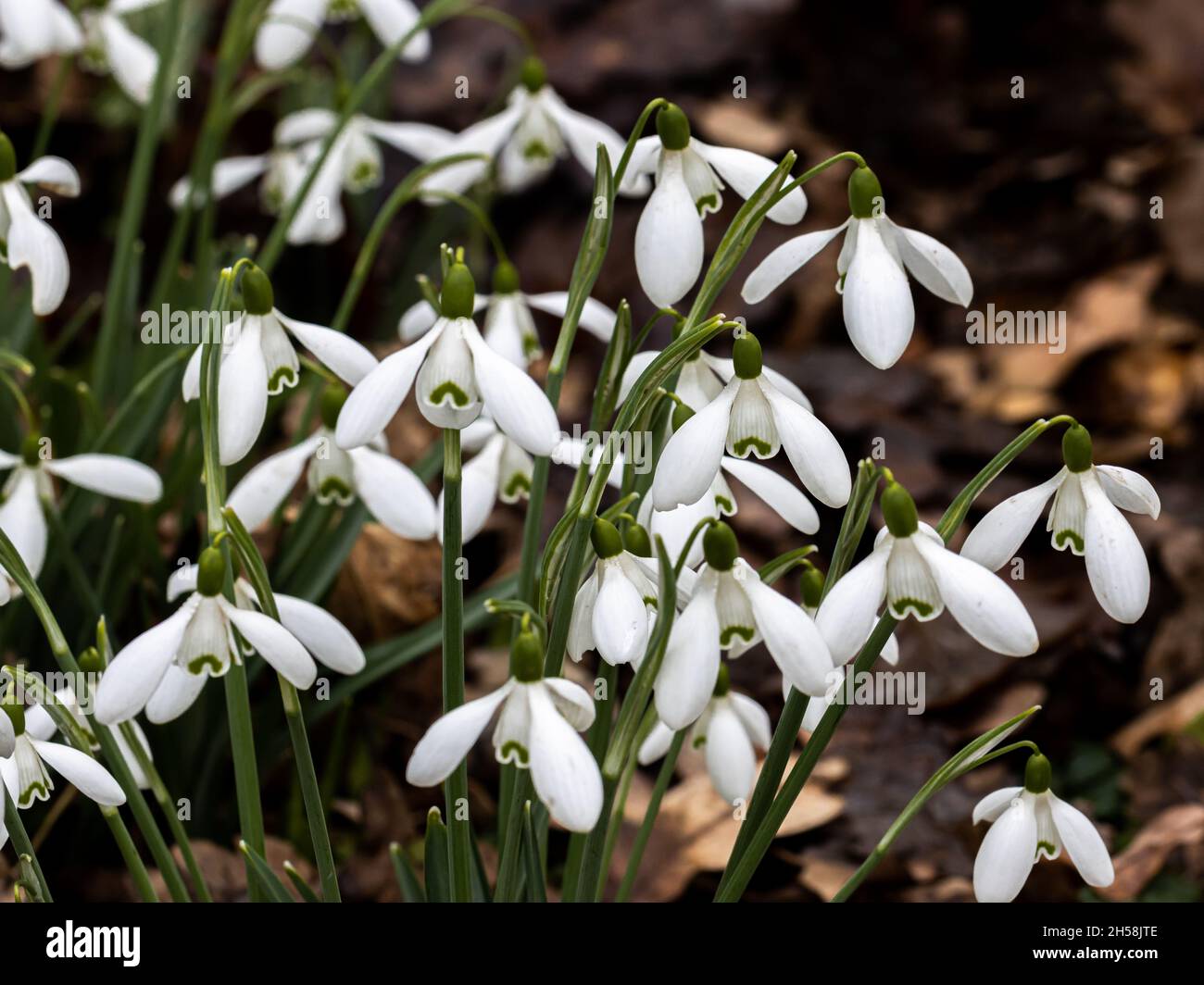 Snowdrops galanthus woronowii hi-res stock photography and images - Alamy