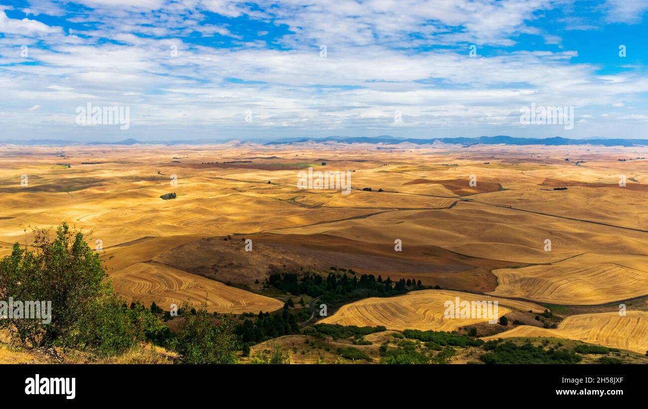 Golden rolling hills of the Palouse during summer in Washington, USA ...