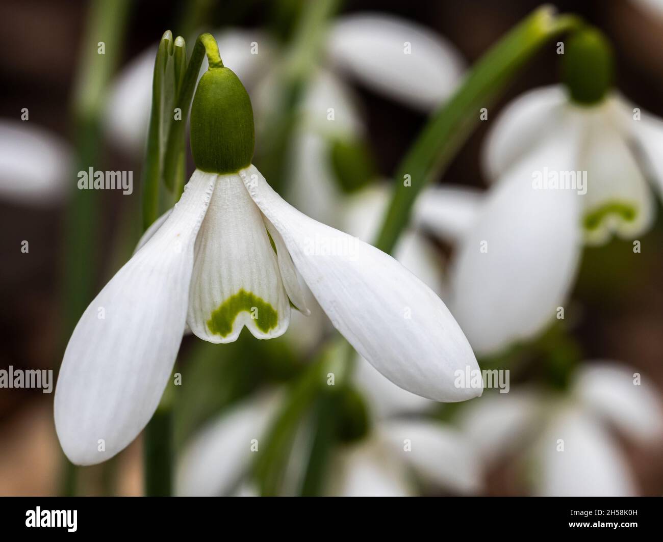 Snowdrops galanthus woronowii hi-res stock photography and images - Alamy