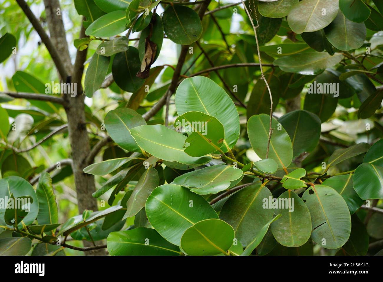 Calophyllum inophyllum (tamanu, mastwood, beach calophyllum, beautyleaf ...