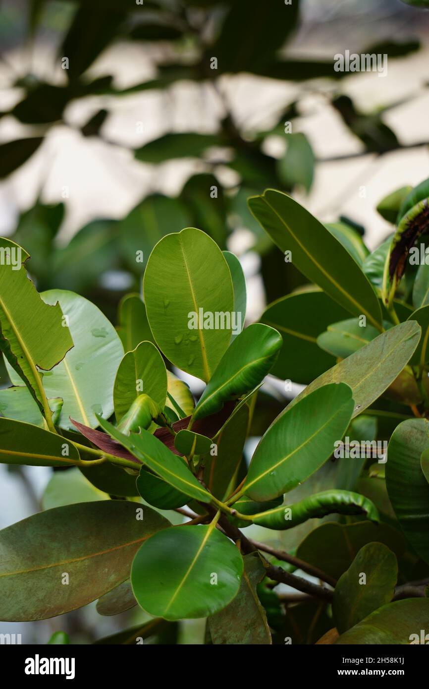Calophyllum inophyllum (tamanu, mastwood, beach calophyllum, beautyleaf ...