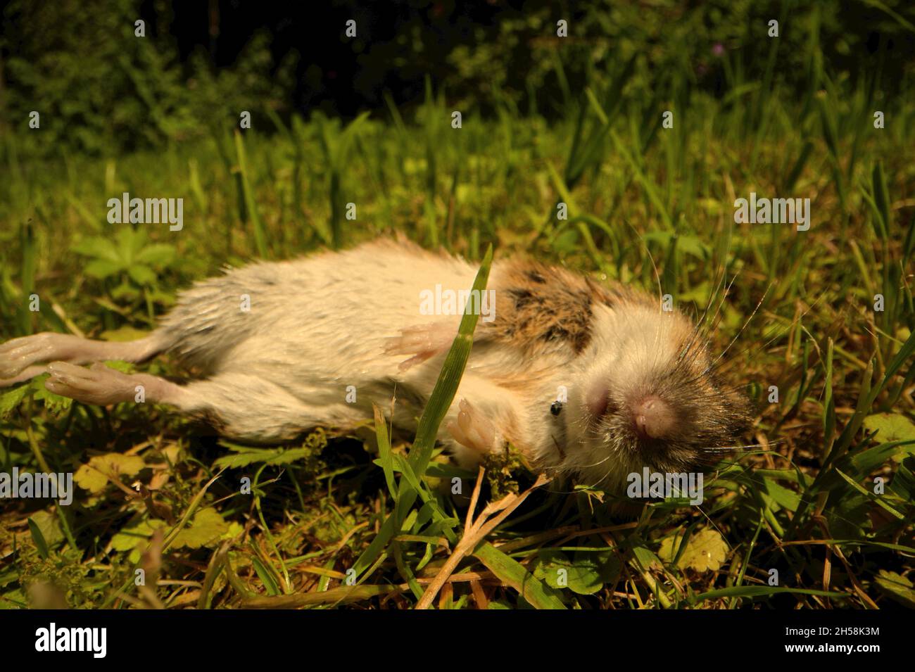 Dead field mouse, killed by cat, lying on lawn Stock Photo - Alamy